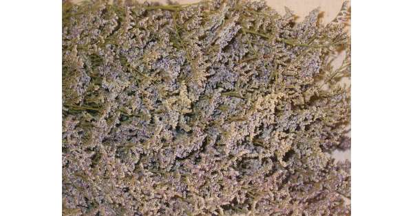 Dried Caspia Flower Bunch or Bulk Caspia