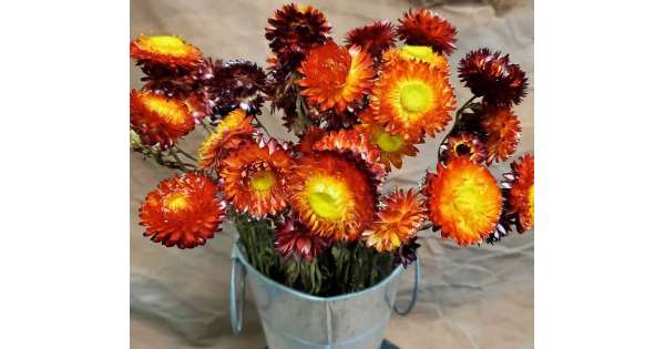 Dried StrawFlowers - Red - Straw Flower
