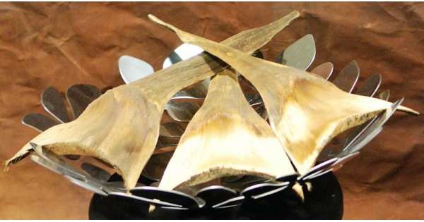 Dried Agave Leaves - Decorative Leaves