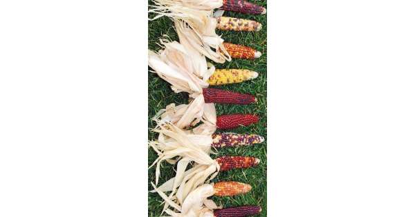 Decorative Mini Indian Corn, Small Baby Indian Corn