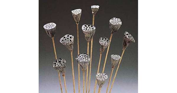 Mini Lotus Pods on Stems - Mini Lotus pods per bunch