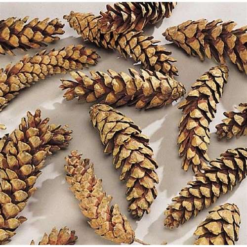 white pine cone