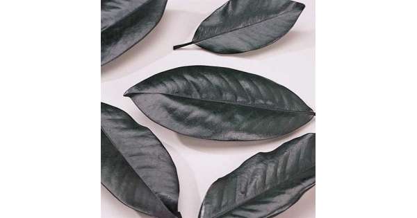 Preserved Magnolia Leaves - Dried Magnolia Leaves - Bulk Box