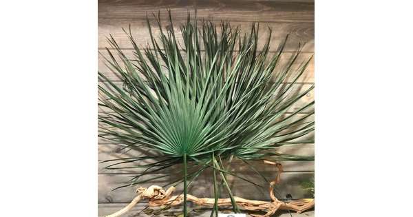 Dried Whole Palms - Preserved Fronds