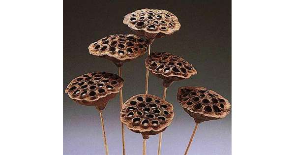 Lotus Pods on Stems - natural lotus pods stemmed bunches